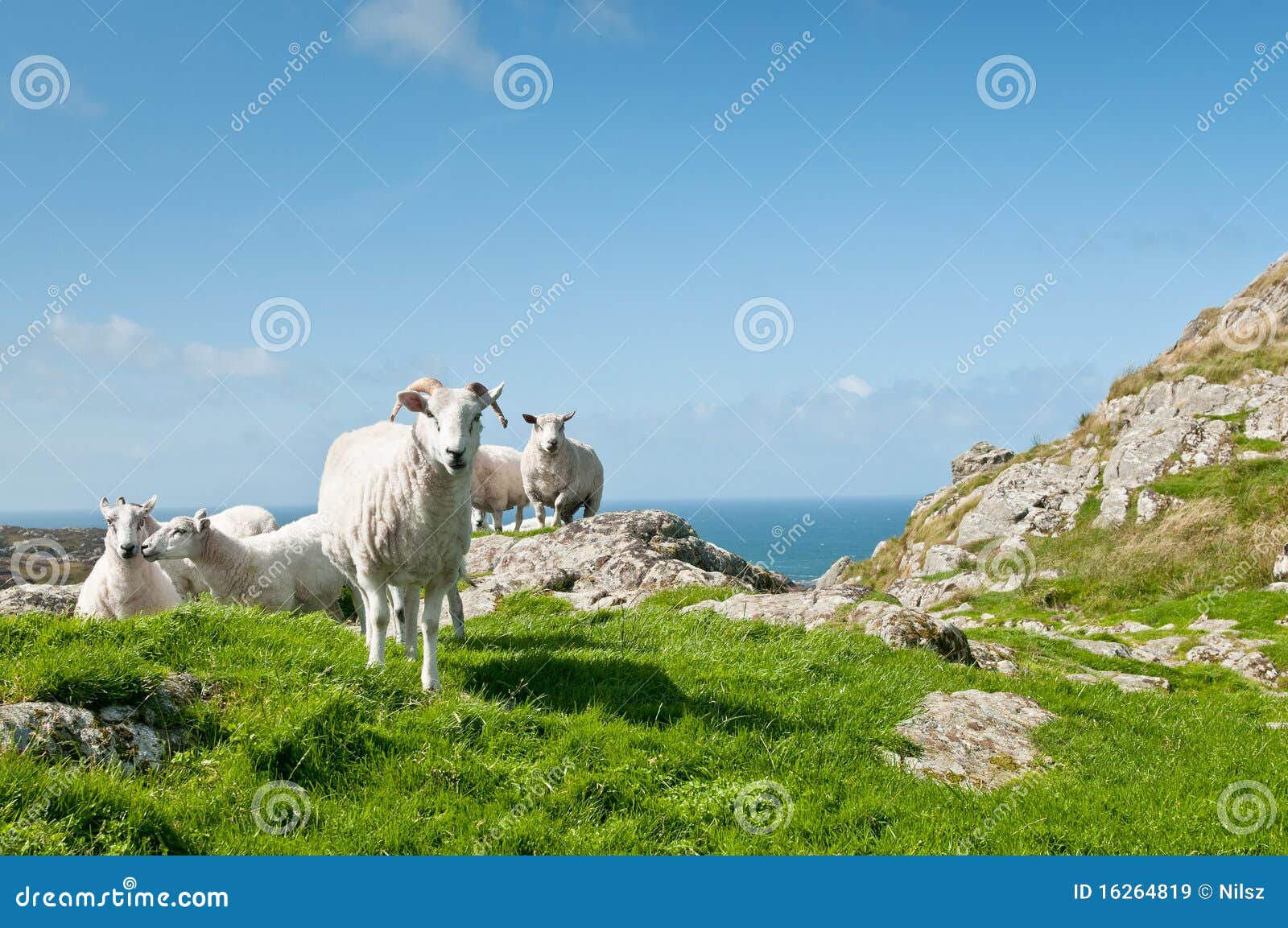 Flock of sheep outside stock image. Image of farm, countryside - 16264819