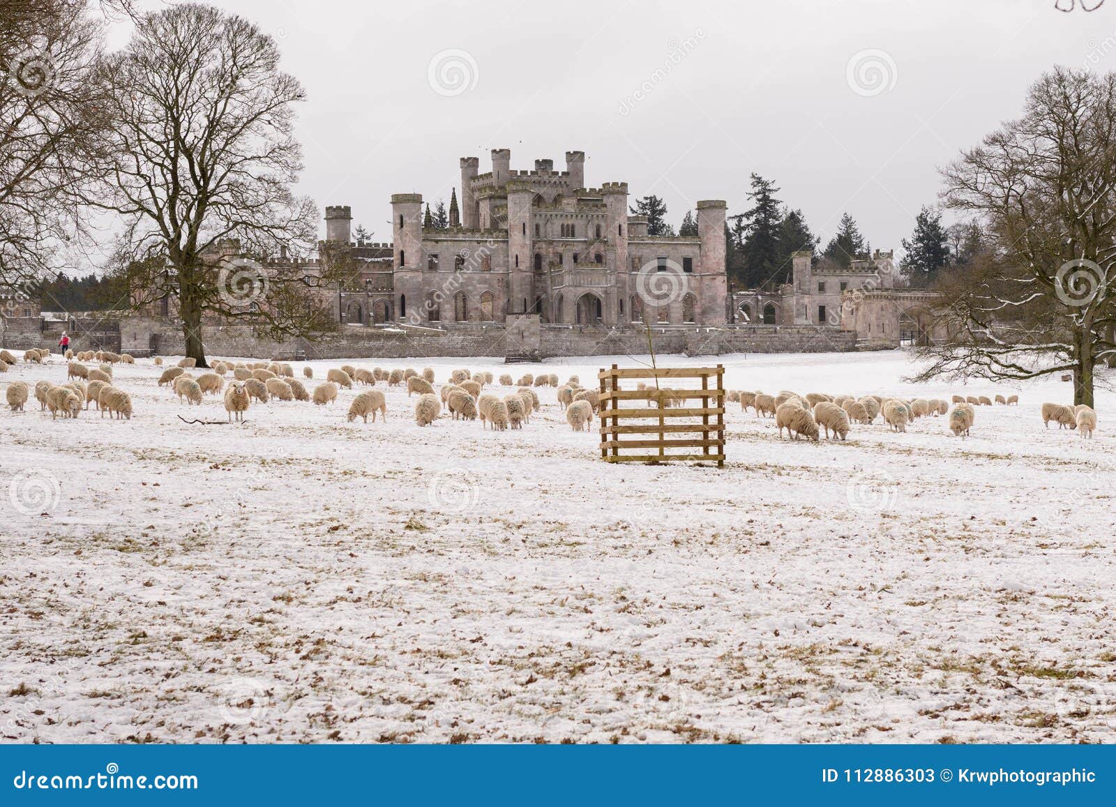Flock of Sheep Outside Lowther Castle Stock Image - Image of tree ...