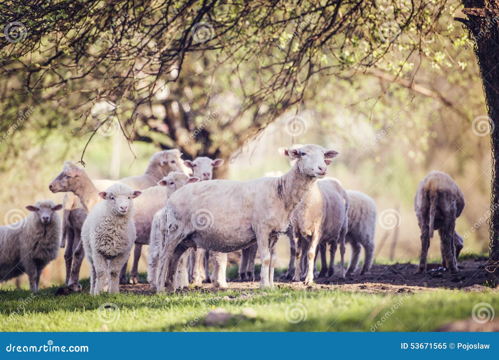 Flock of sheep stock image. Image of pasture, rural, season - 53671565
