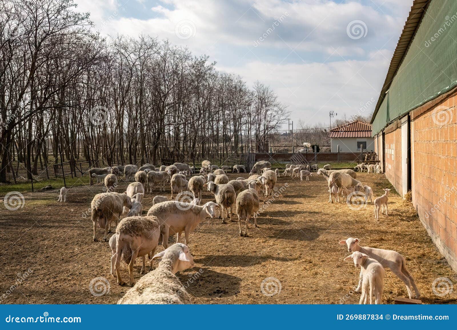 Flock of Sheep in the Paddock on a Sunny Day Stock Photo - Image of ...