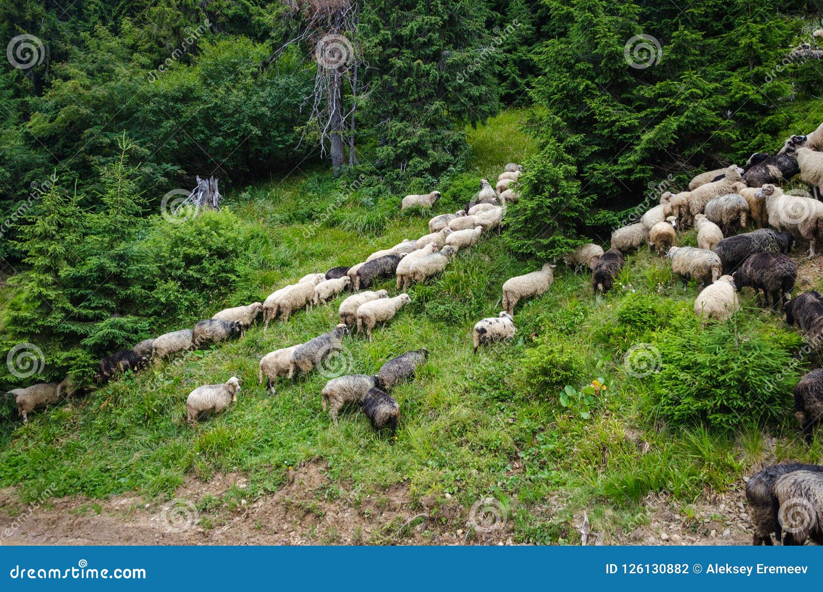 Flock of sheep in pasture stock photo. Image of closeup - 126130882
