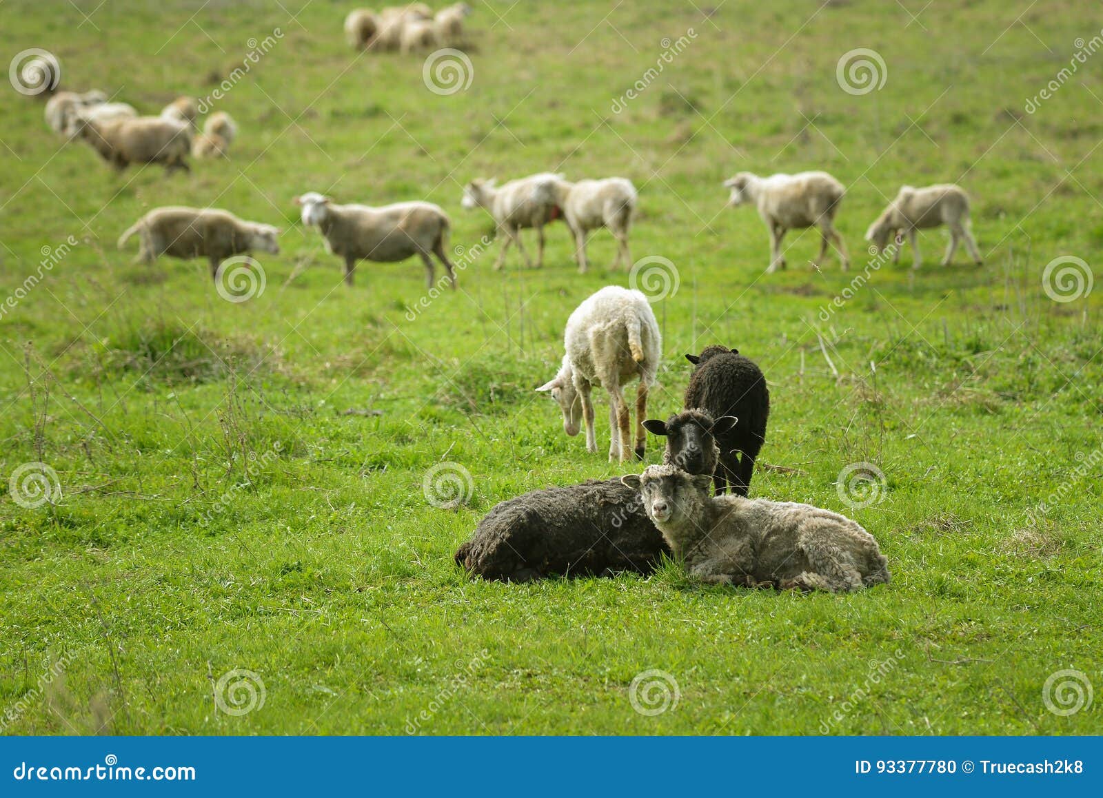 Flock of Sheep Pasturing on Green Grass Stock Photo - Image of sheep ...