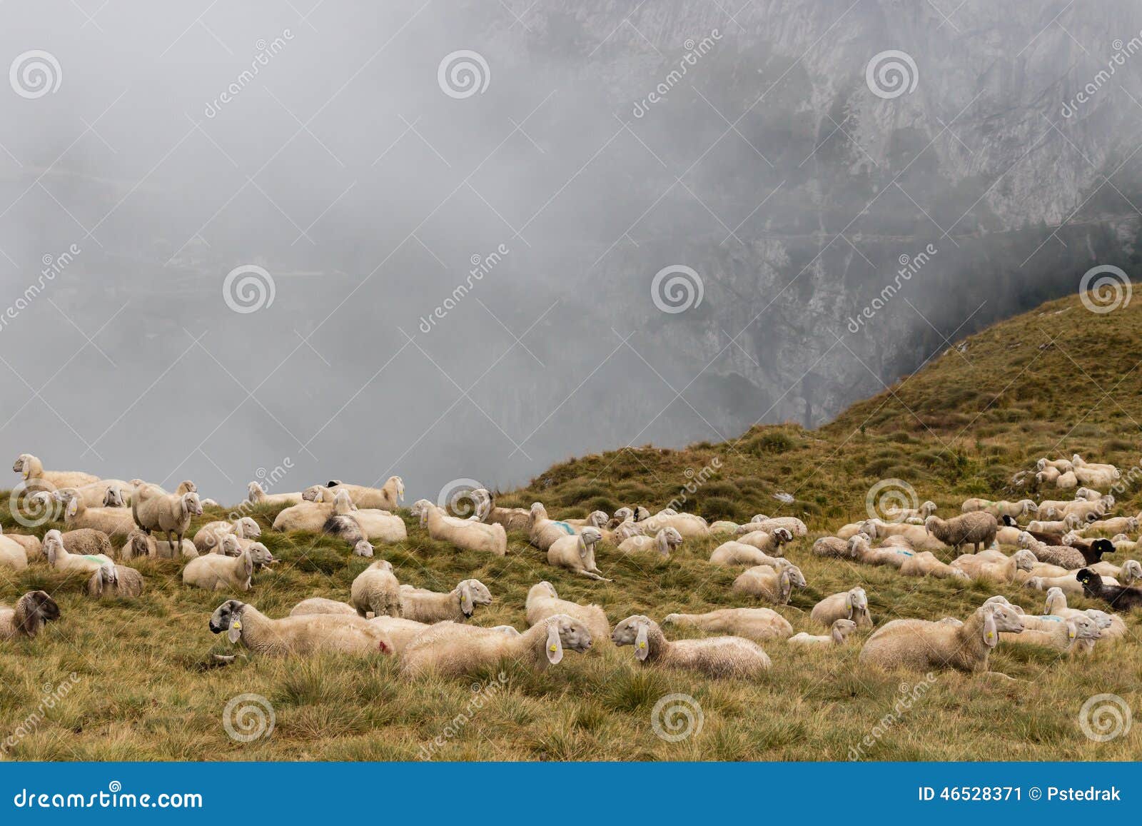 Flock of sheep resting stock image. Image of resting - 46528371
