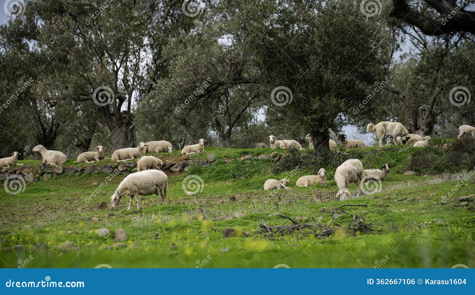 A Flock of Sheep Resting on a Lawn among Olive Trees Stock Photo ...