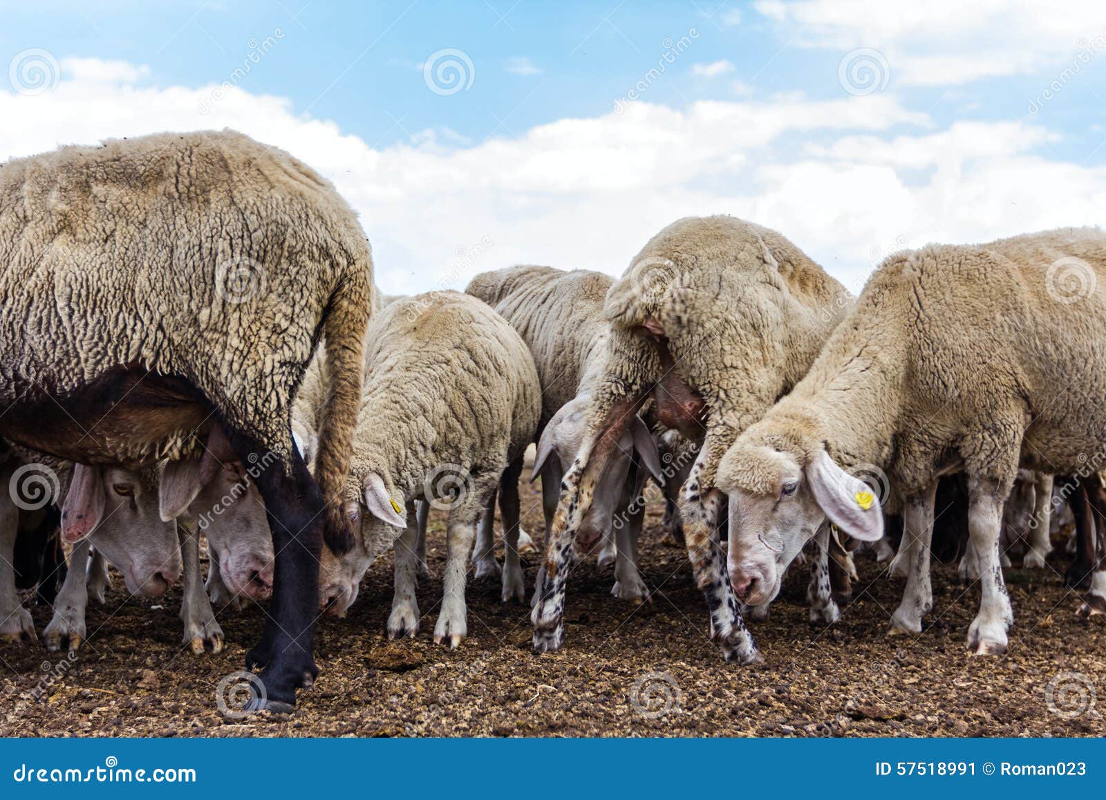 Flock Sheep are Resting on Meadow. Stock Image - Image of pasture ...