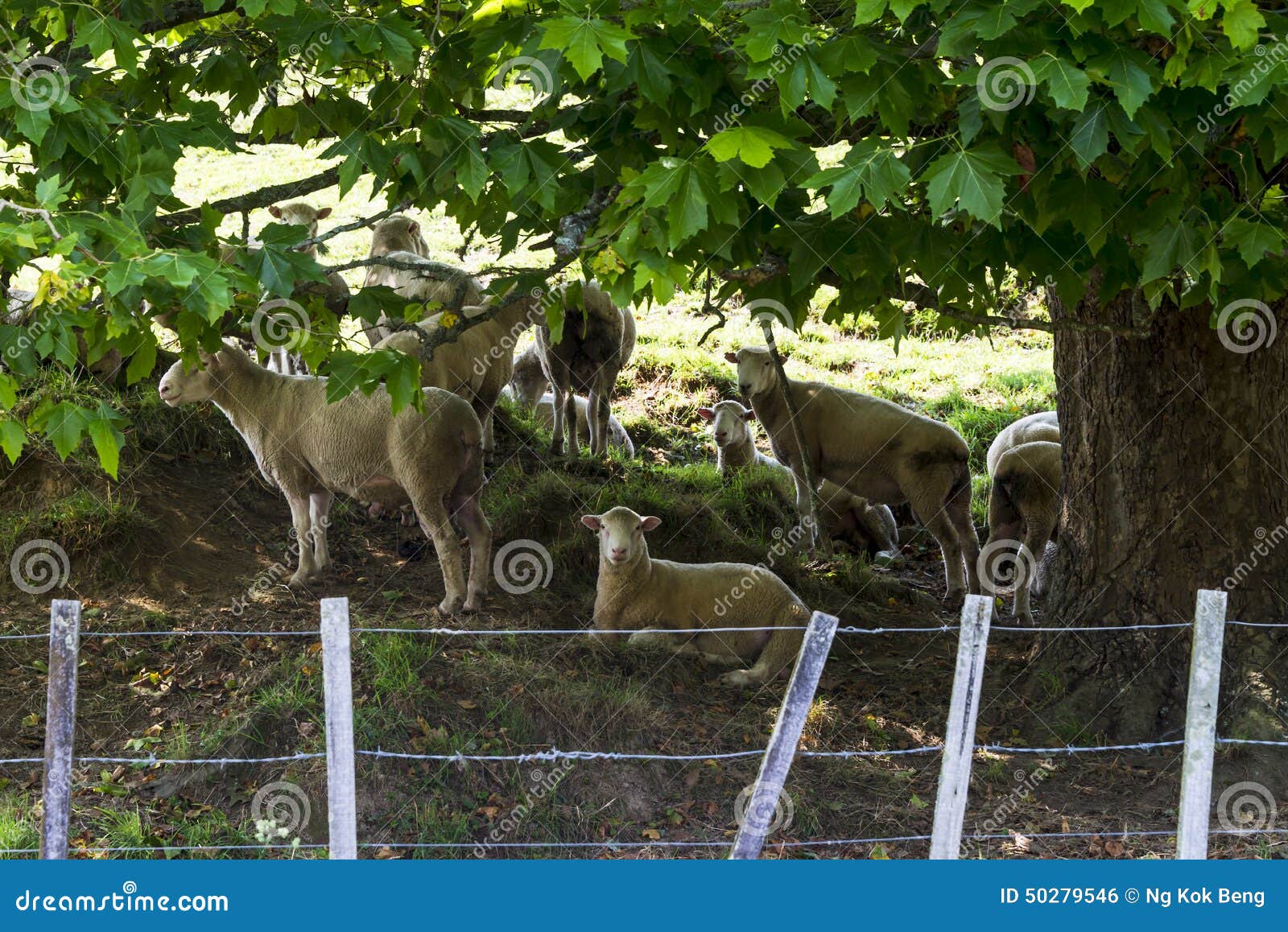 Flock of Sheep Resting Under a Tree Stock Photo - Image of fence ...