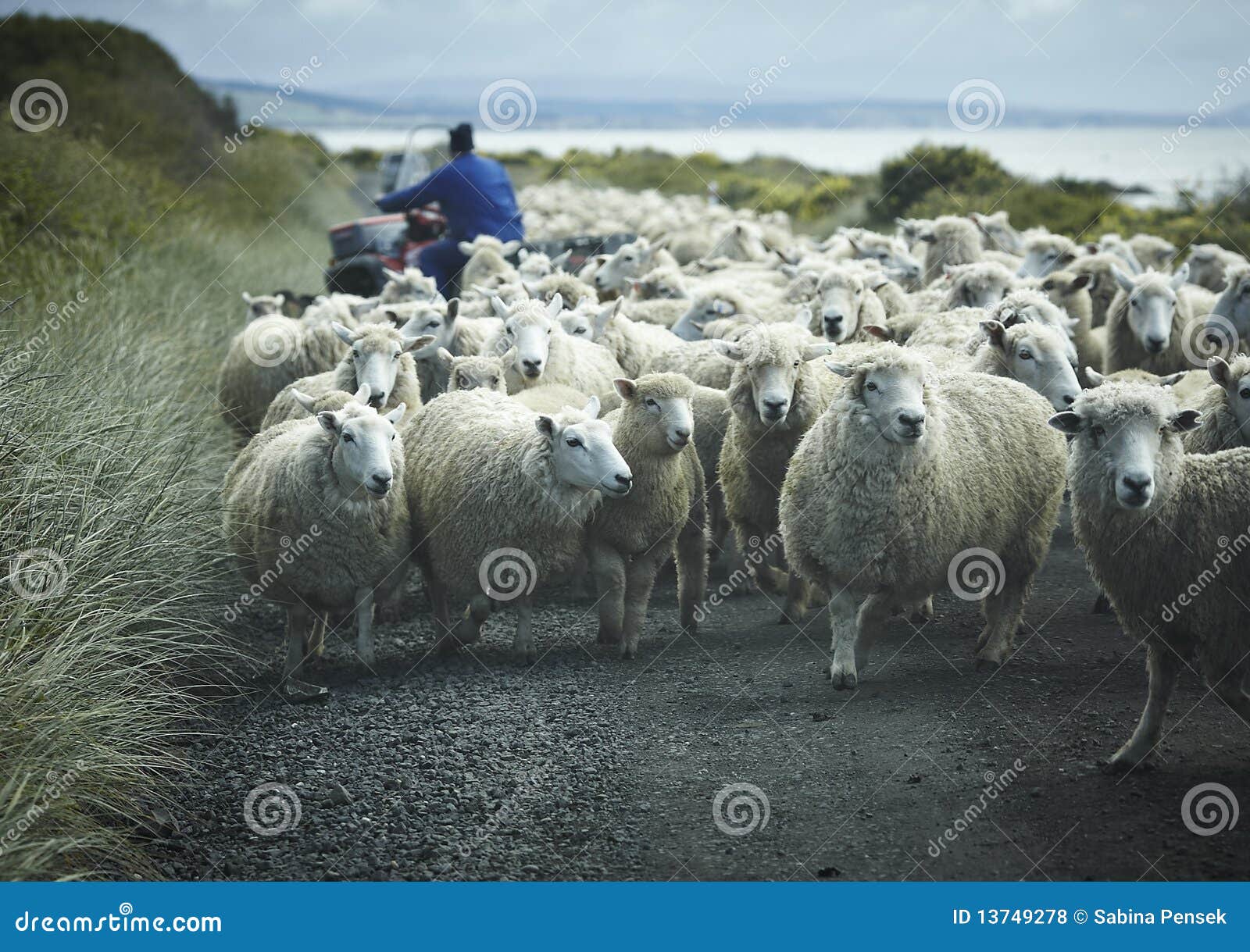 Flock of Sheep on a Road with Shepherd Stock Photo - Image of rural ...