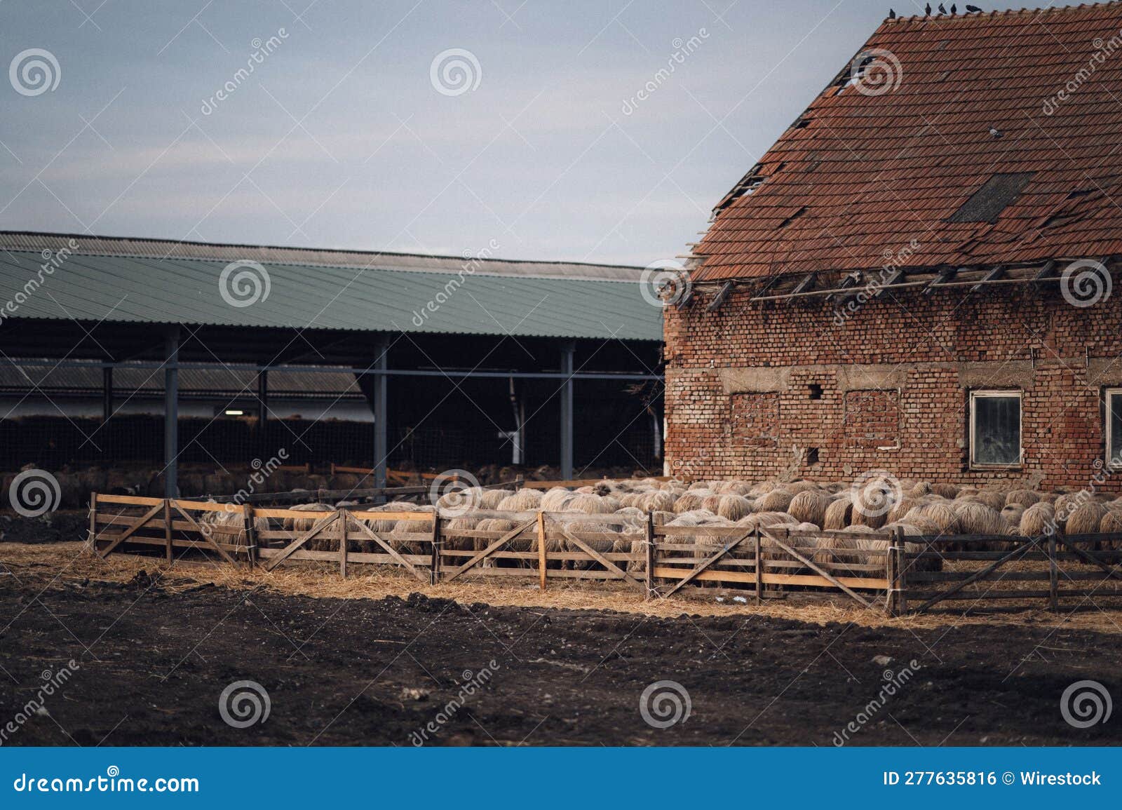 Flock of Sheep in a Rustic Barn Setting. Stock Photo - Image of ...