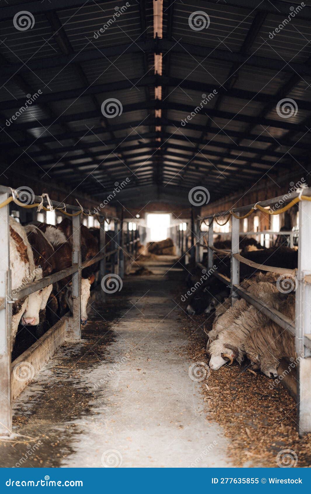Flock of Sheep in a Rustic Barn Setting. Stock Image - Image of rustic ...