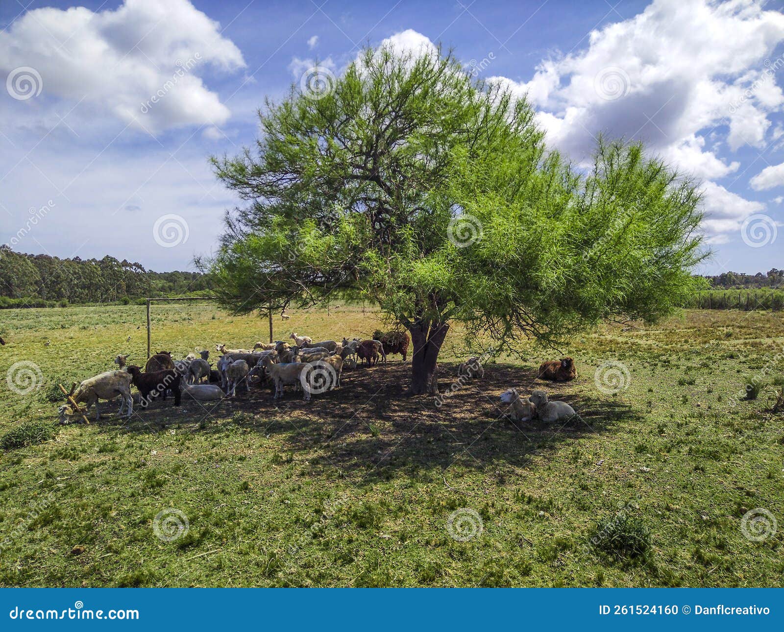 Flock of Sheep in the Shade of Tree Stock Photo - Image of countryside ...