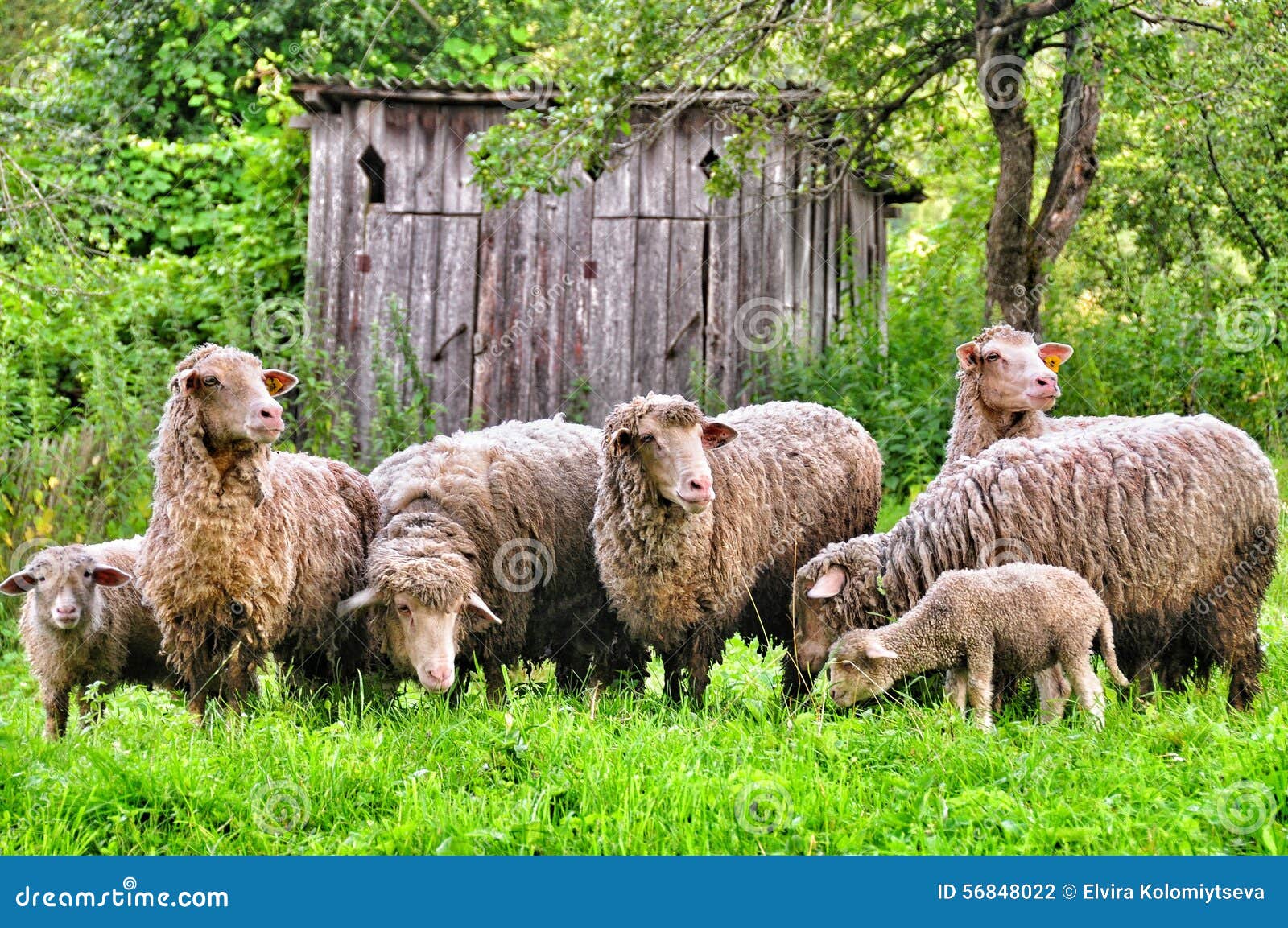 A flock of sheep stock photo. Image of farmland, graze - 56848022