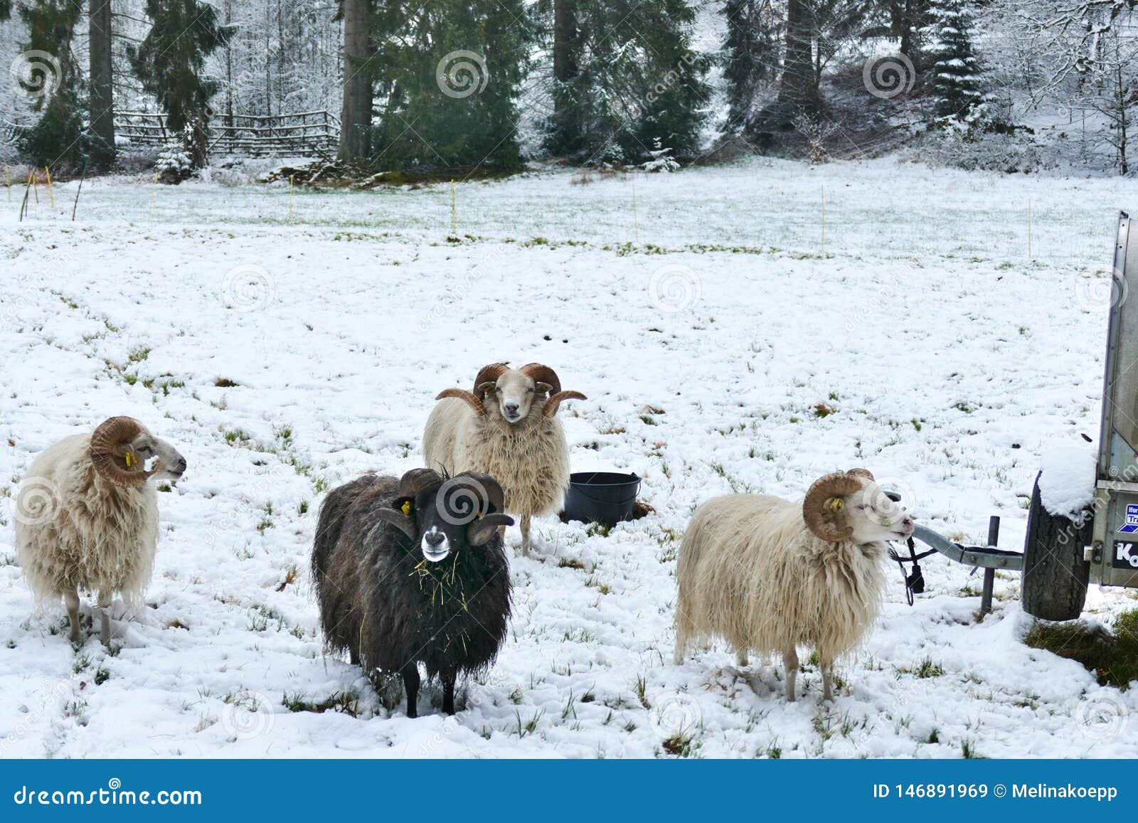 Flock of Sheep on Snowy Ground Approaching Camera Stock Image - Image ...