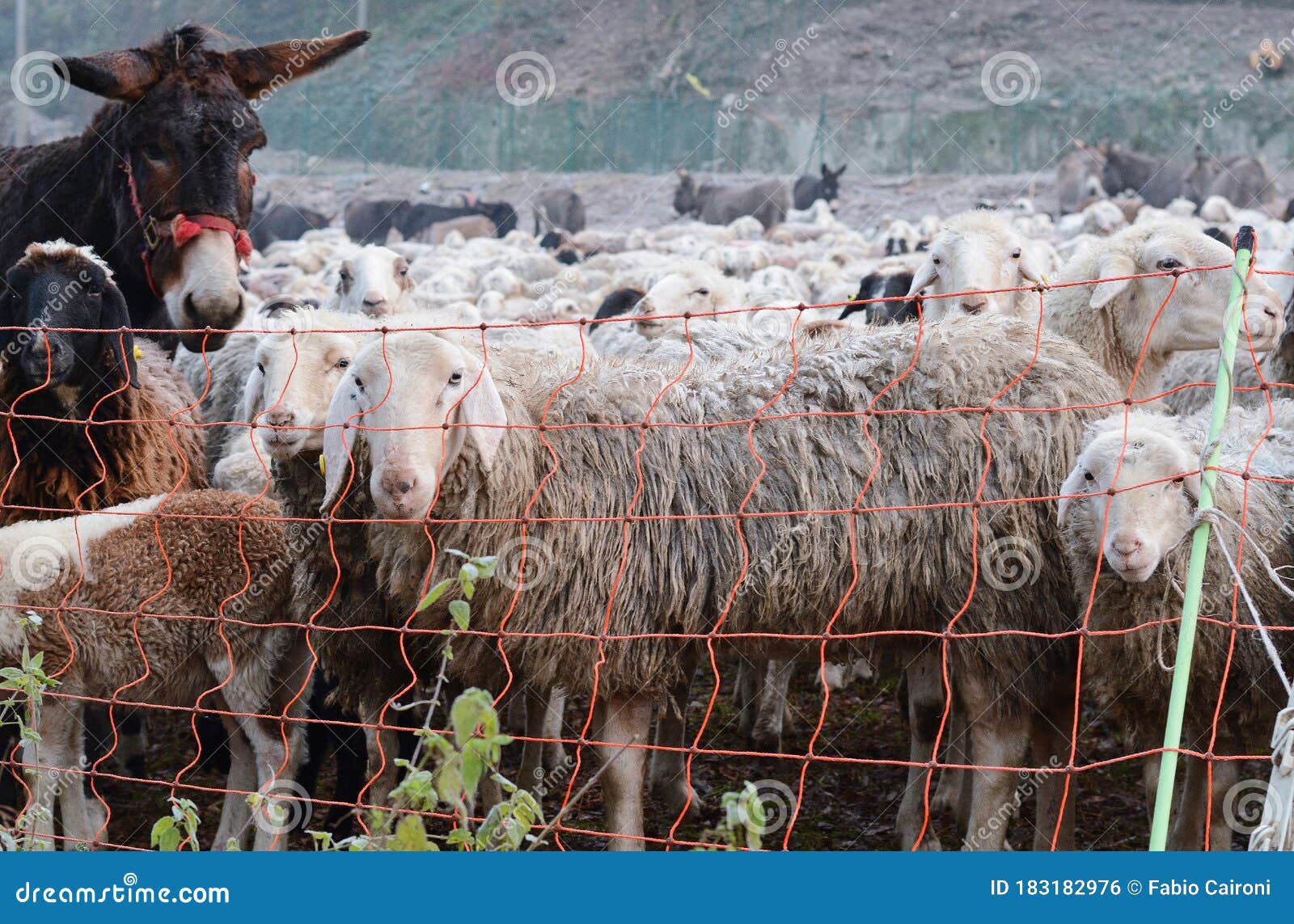 Sheeps and donkeys stock photo. Image of donkey, flock - 183182976