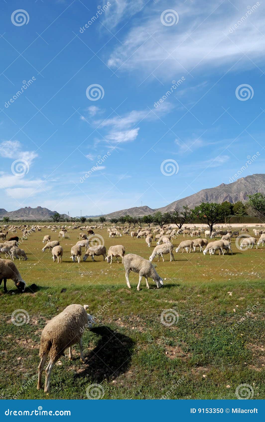 Flock of Sheep, Spanish Farming Stock Photo - Image of nature, animals ...