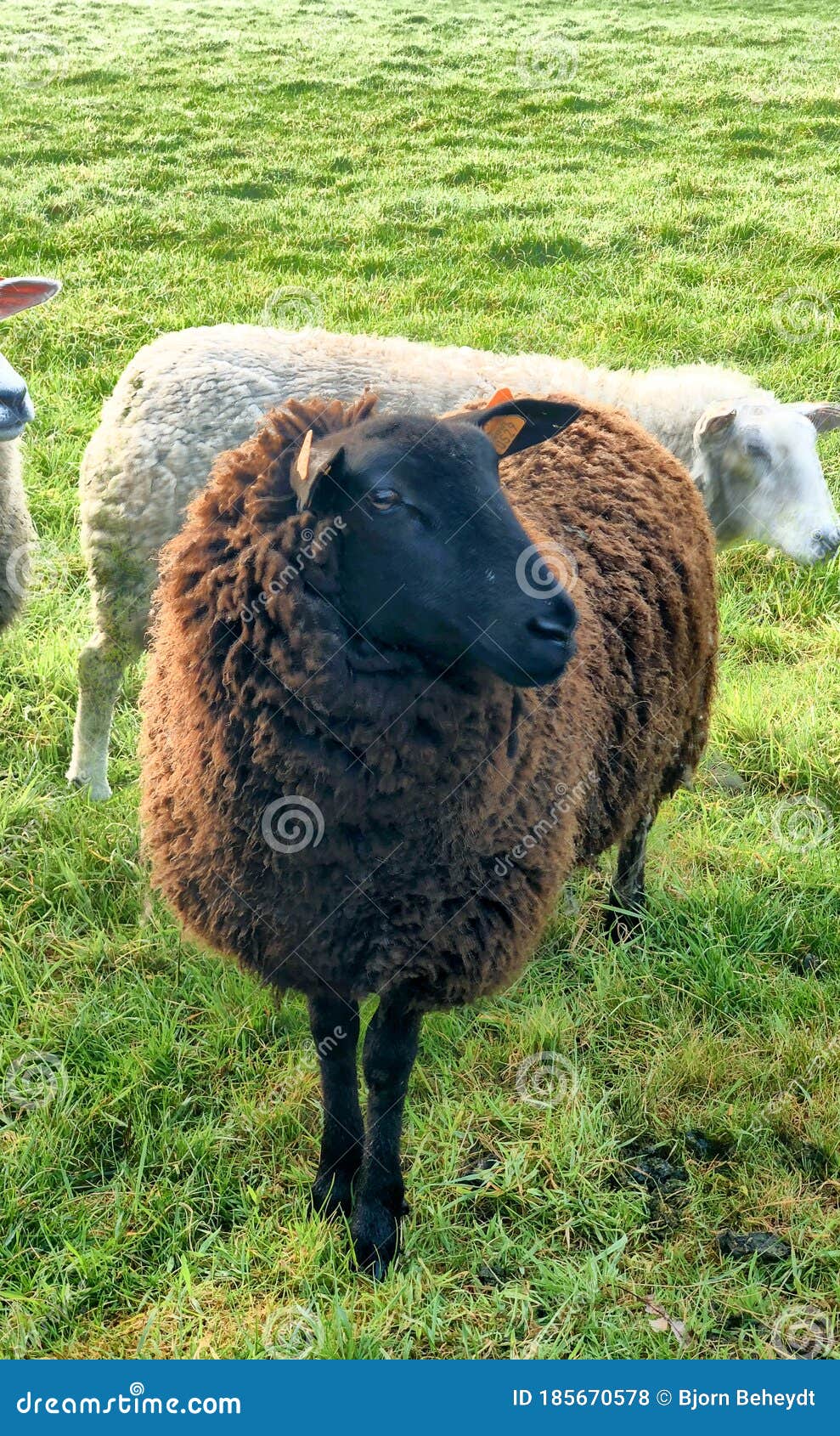 Flock of staring sheep stock photo. Image of lovely - 185670578
