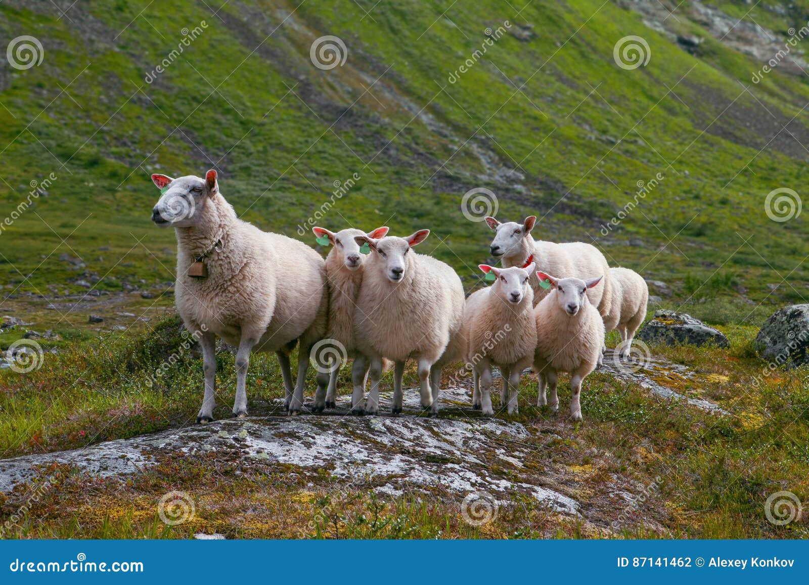 Flock of Sheep in Summer Scandinavia Stock Photo - Image of travel ...