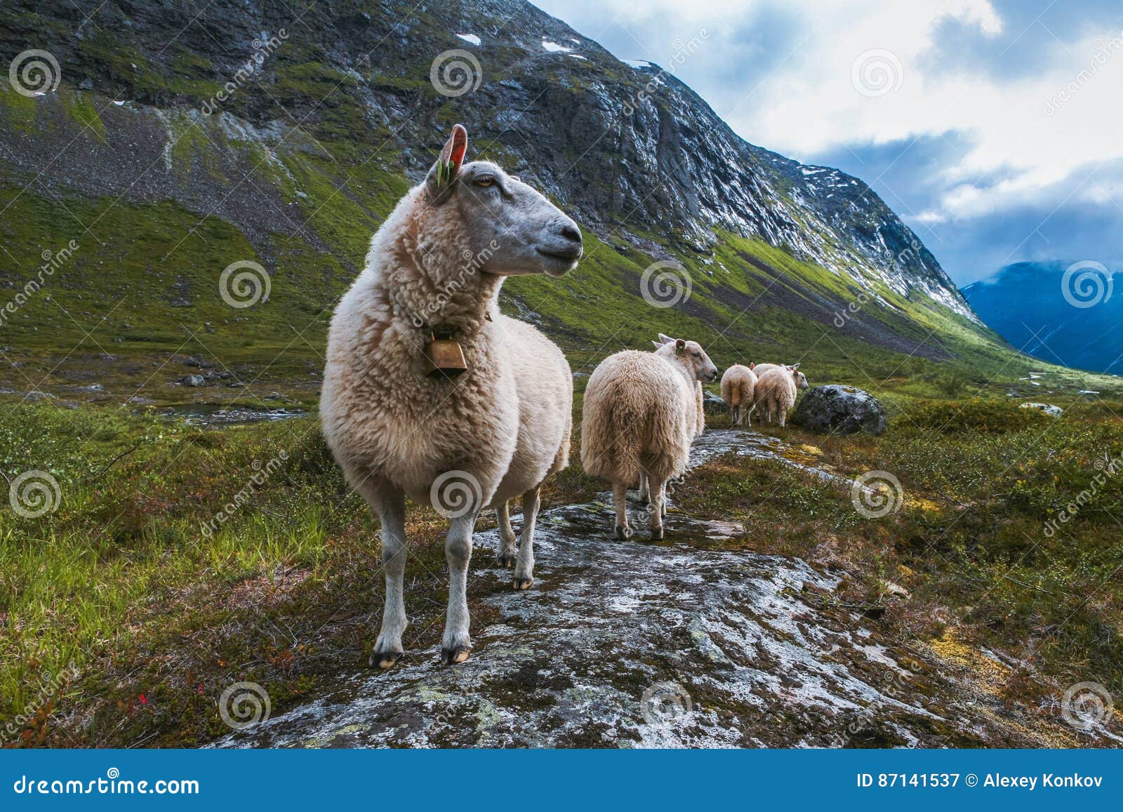 Flock of Sheep in Summer Scandinavia Stock Image - Image of beauty ...