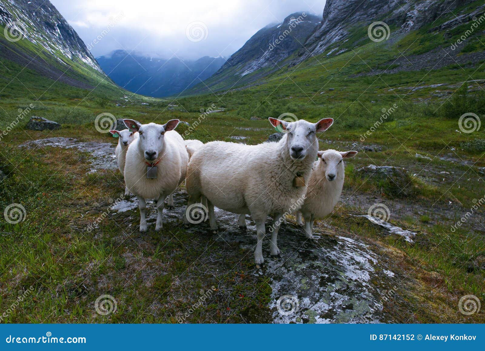 Flock of Sheep in Summer Scandinavia Stock Photo - Image of animal ...