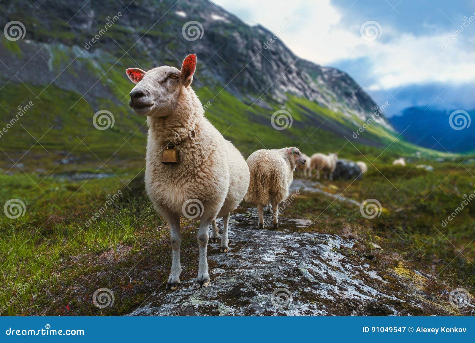 Flock of Sheep in Summer Scandinavia Stock Image - Image of young ...