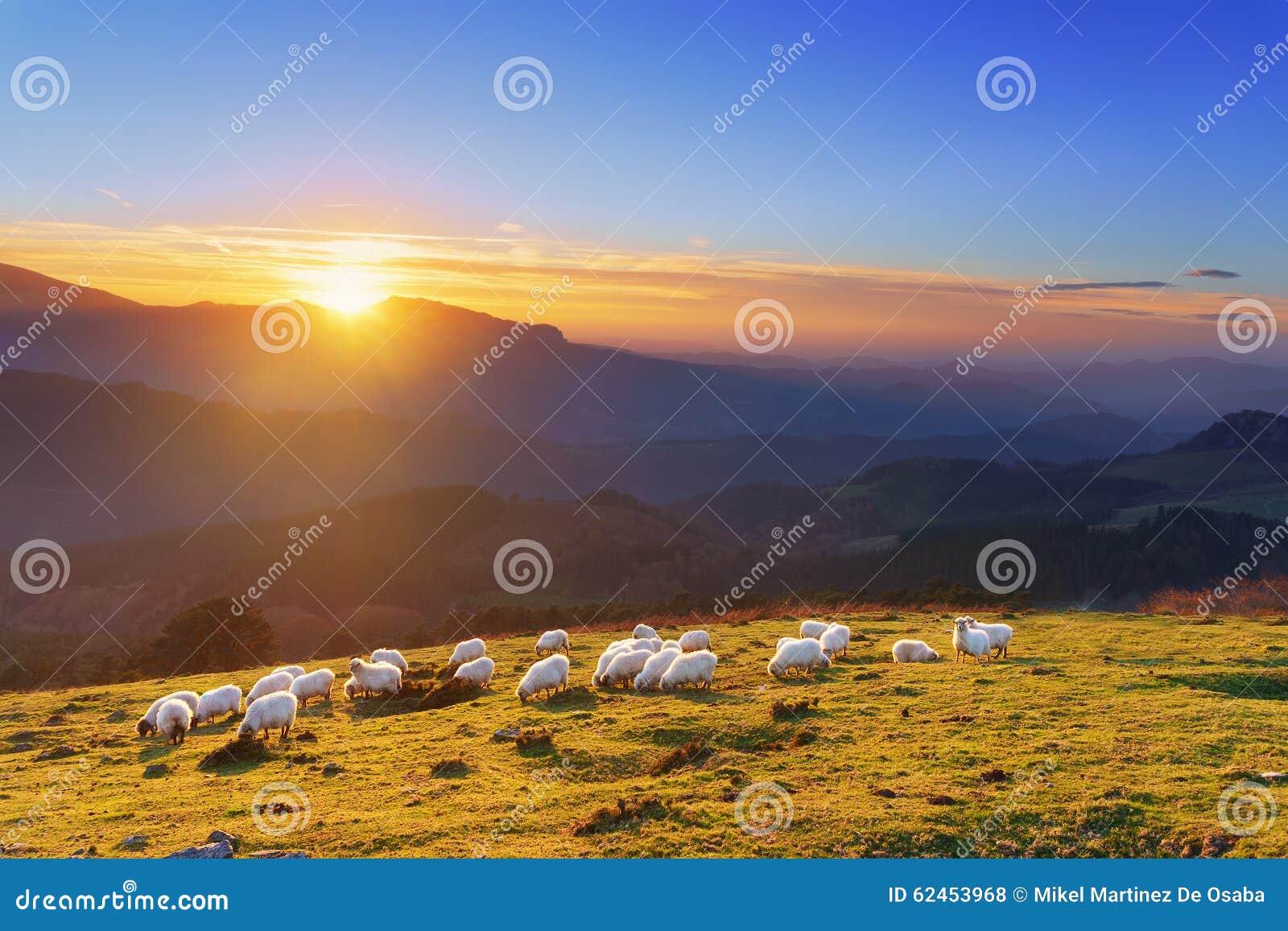 Flock of sheep at sunset stock photo. Image of grass - 62453968