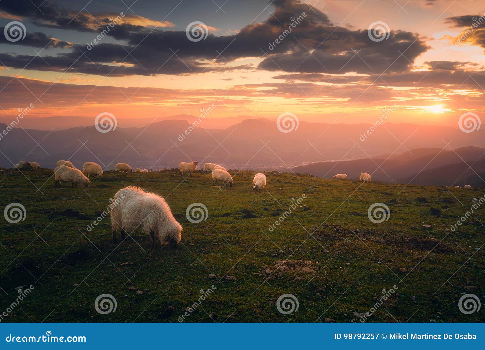 Flock of sheep at sunset stock image. Image of basque - 98792257