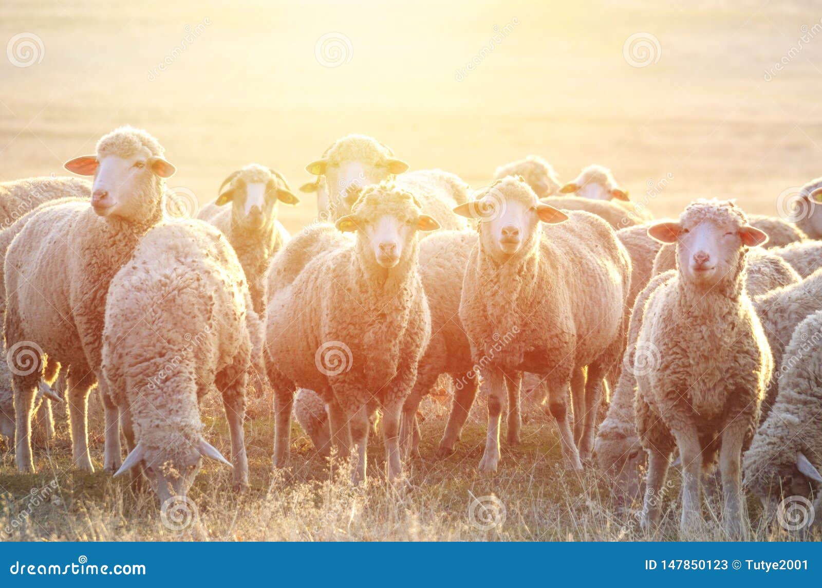 Sheep At Sunset Stock Photography | CartoonDealer.com #68670368