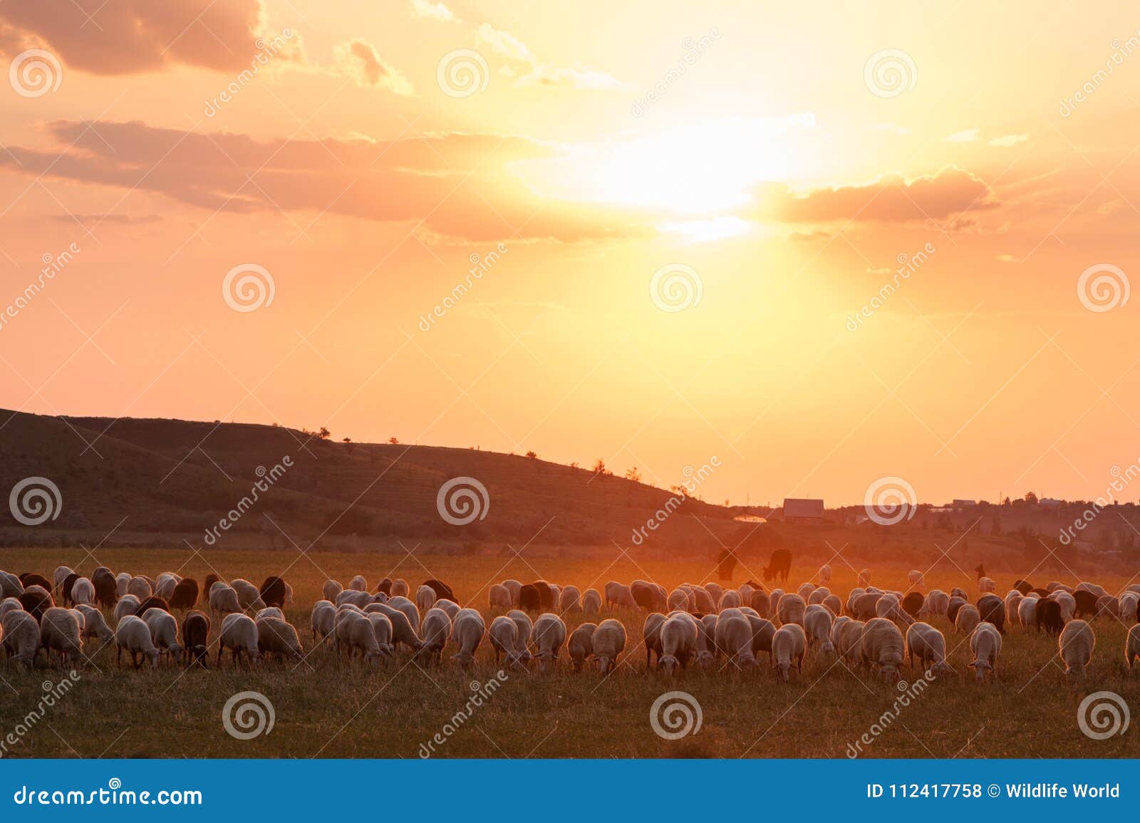 A Flock of Sheep in Sunset Light Stock Photo - Image of poll, crimea ...