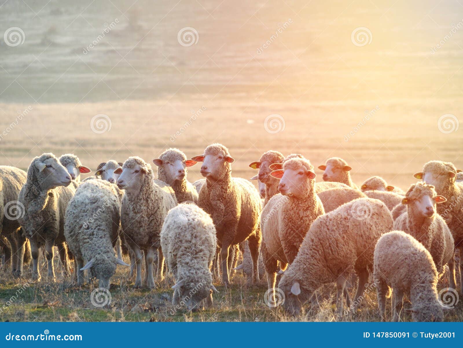 Flock of sheep at sunset stock image. Image of grass - 147850091