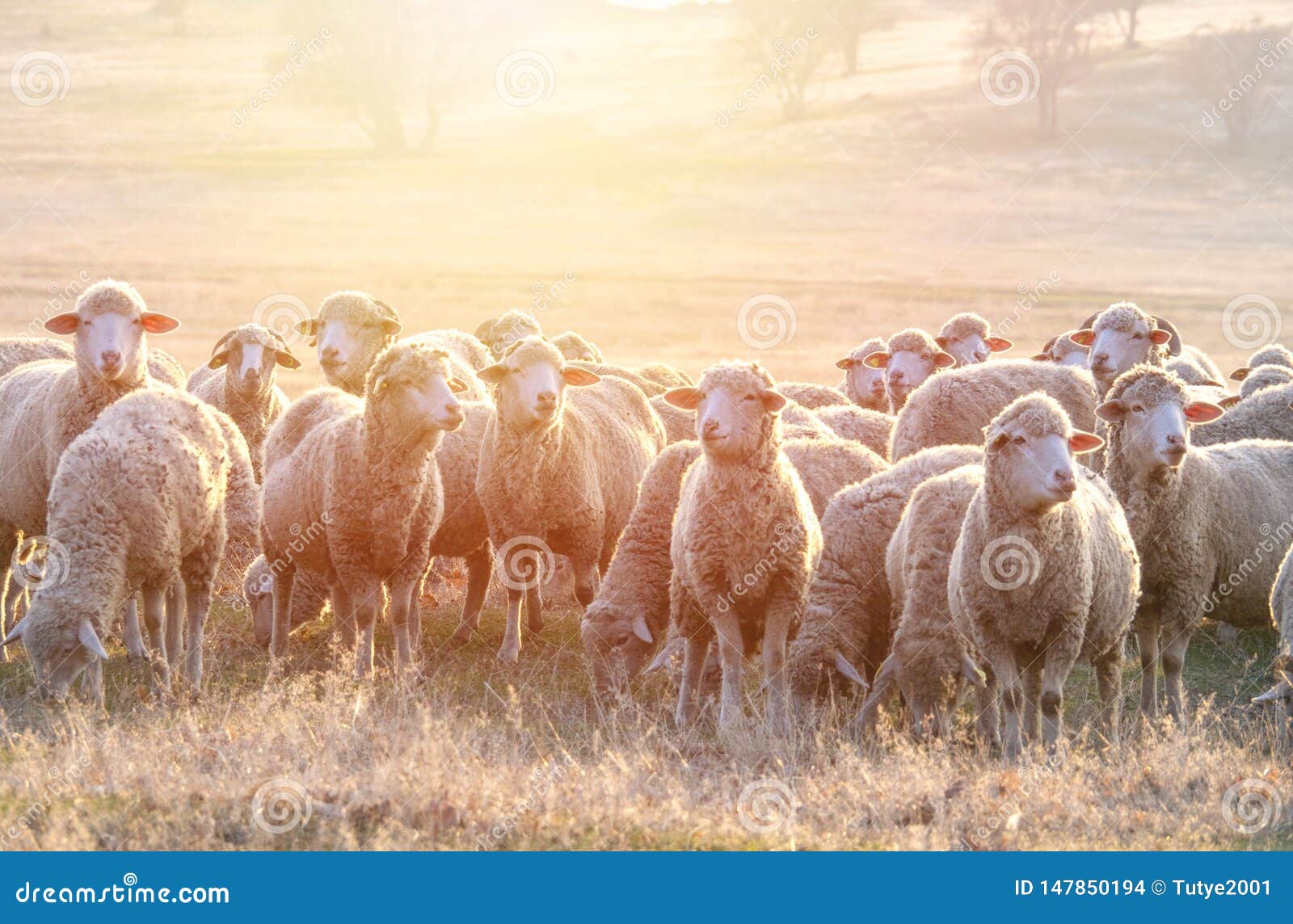 Flock of sheep at sunset stock photo. Image of farm - 147850194