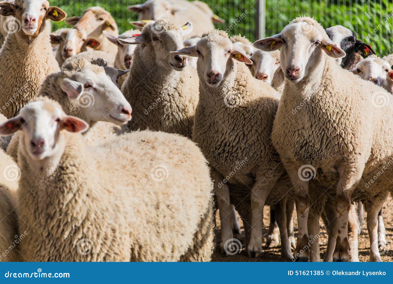 A Flock of Sheep To Pasture Stock Image - Image of production, rural ...