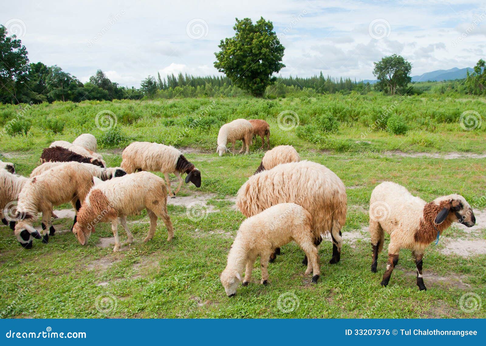 A flock of sheep stock photo. Image of rural, scenic - 33207376
