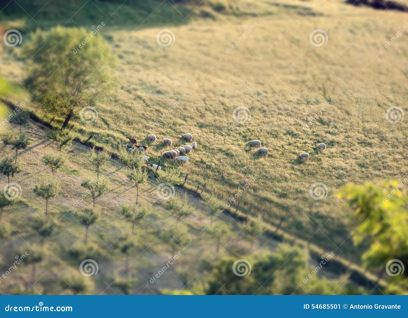 Flock of Sheep in a Tuscan Hill with Tilt and Shift Effect Stock Image ...