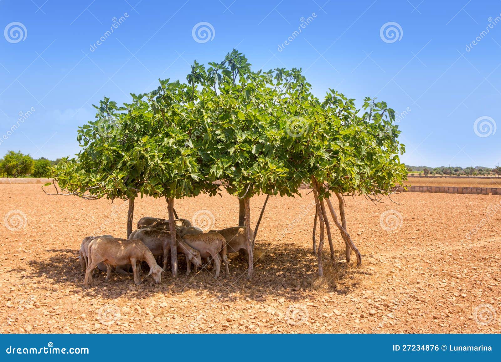 Sheep Under Tree Royalty-Free Stock Image | CartoonDealer.com #46904686