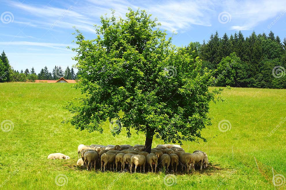Flock of sheep under tree. stock photo. Image of mammal - 27202788