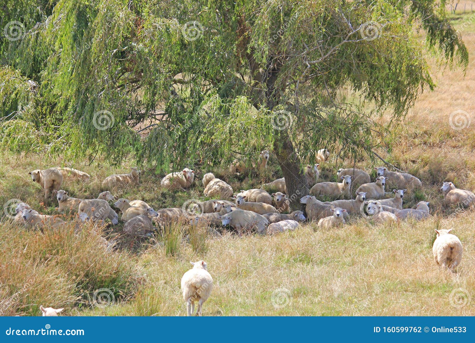 Flock of Sheep Under a Tree on a Sunny Day Stock Photo - Image of ...