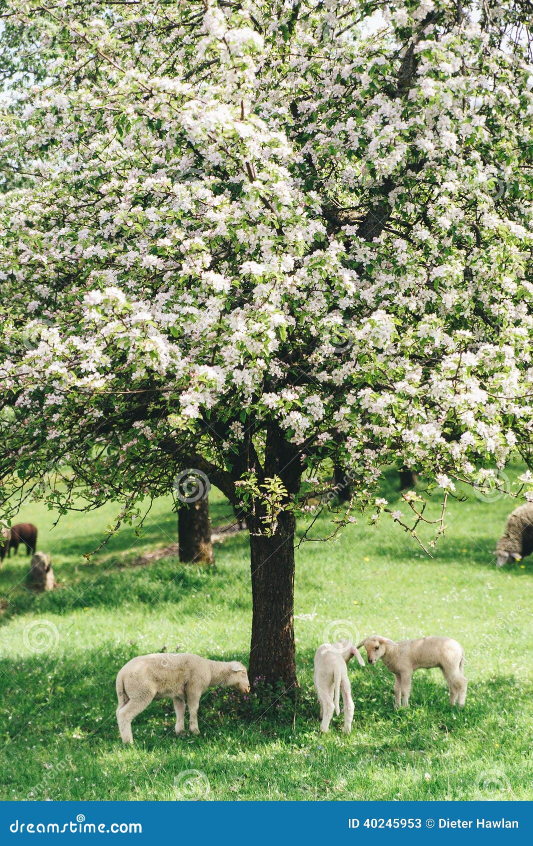 Sheep Under The Tree In The Shadow In Wales Stock Photography ...