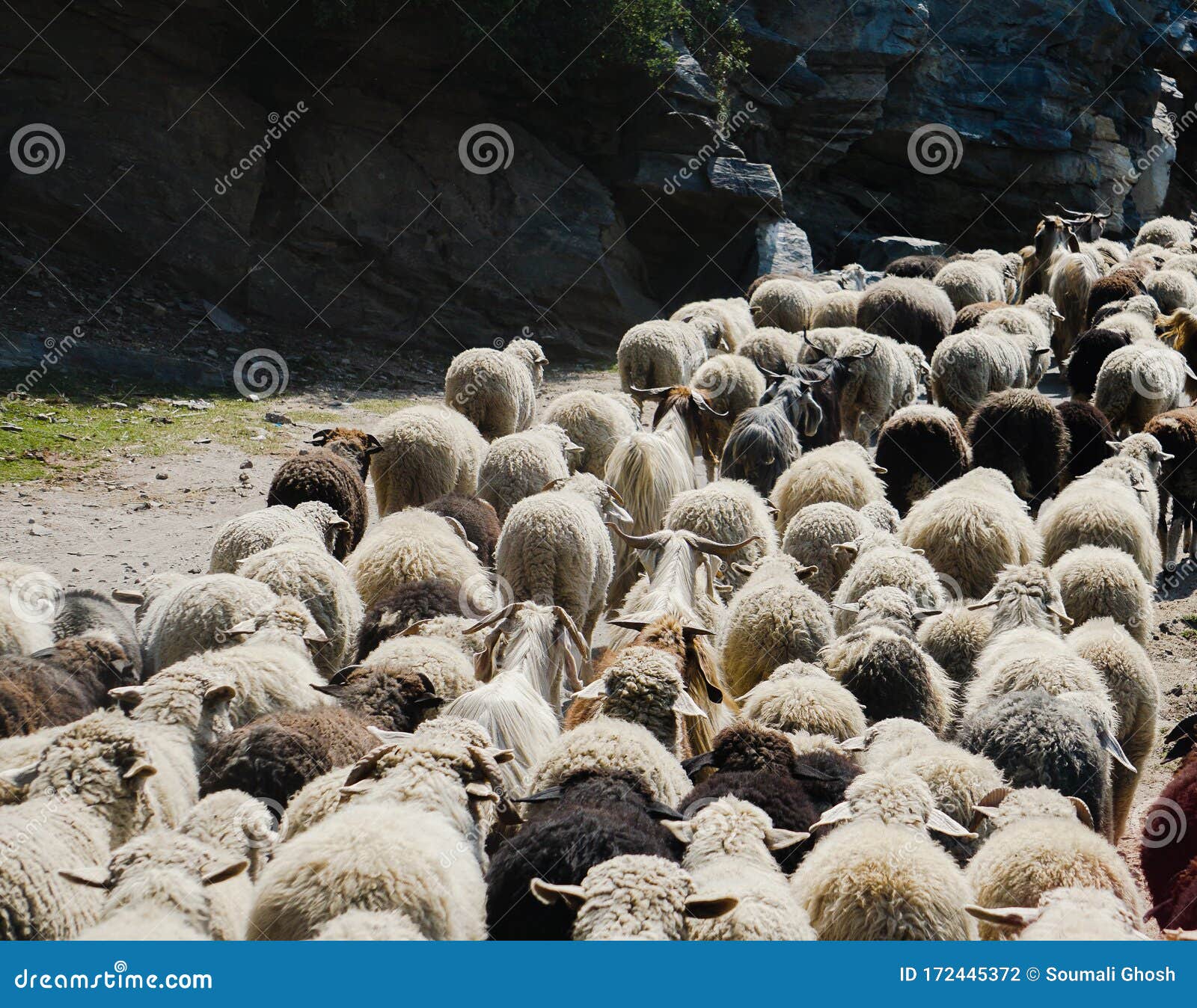 Flock of sheep walking stock photo. Image of sheep, animal - 172445372