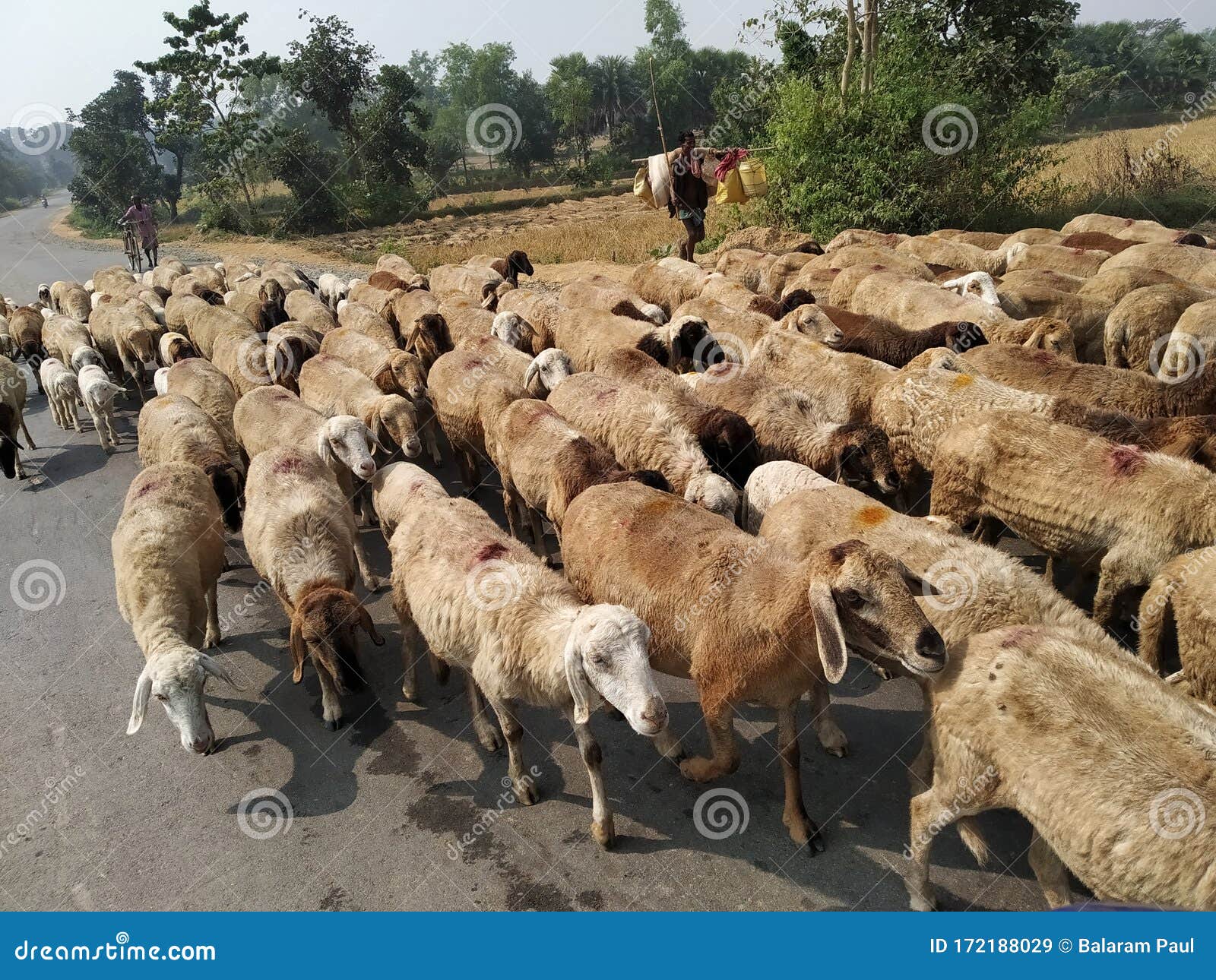 Sheep Road Stock Photos - Download 9,869 Royalty Free Photos