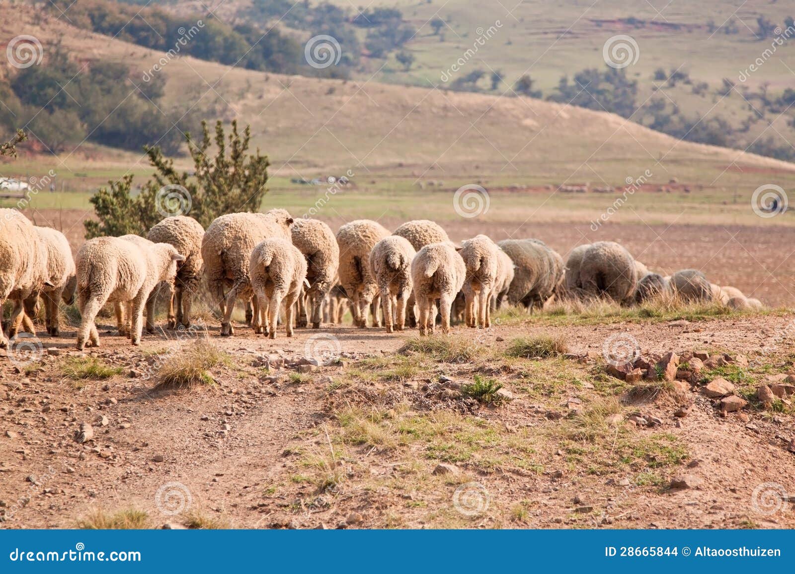 Flock of Sheep Walking in a Row Stock Photo - Image of face, farming ...