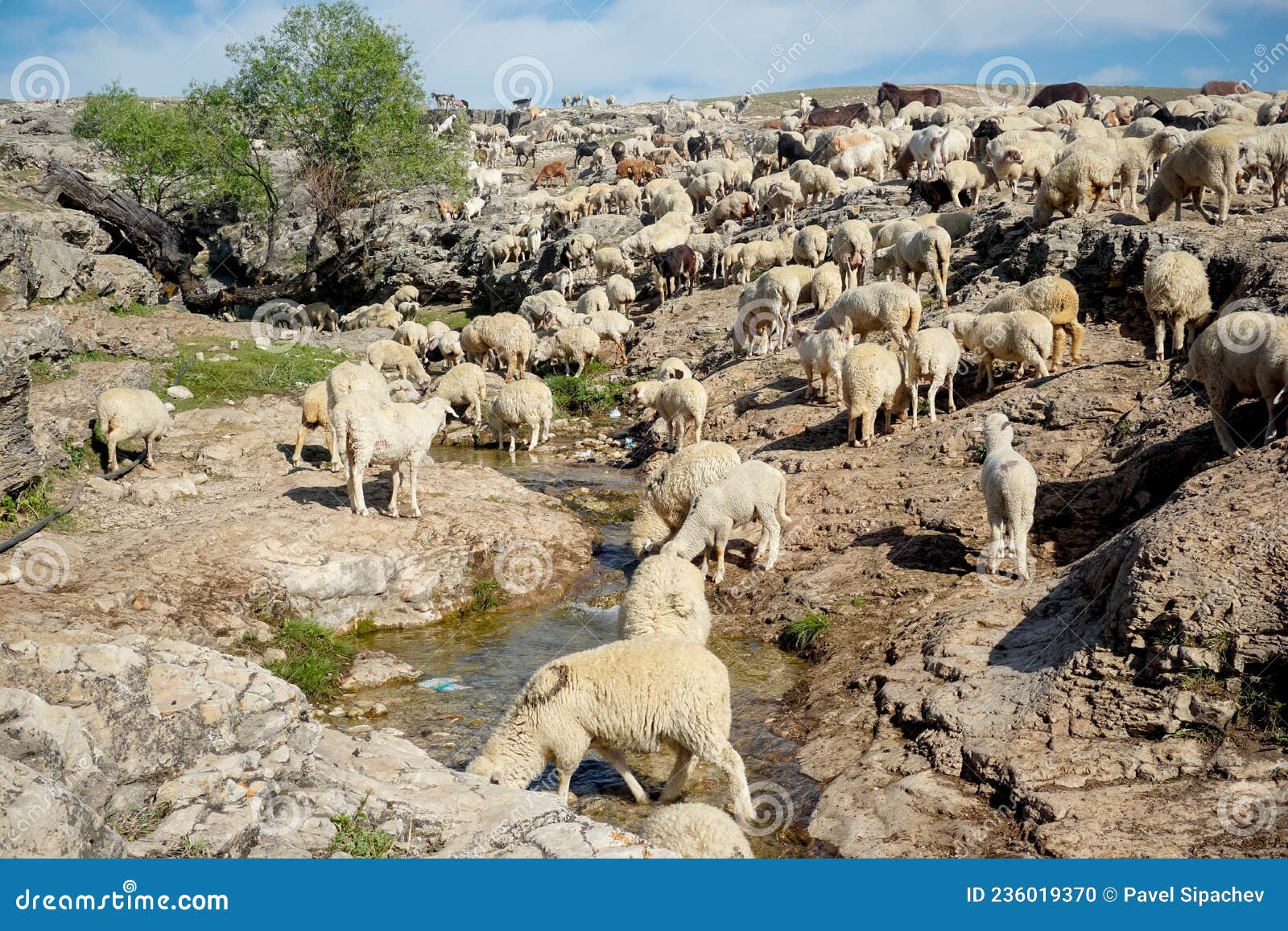 A Flock of Sheep at a Watering Hole by a Stream Stock Photo - Image of ...