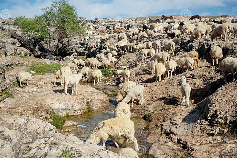 A Flock of Sheep at a Watering Hole by a Stream Stock Photo - Image of ...