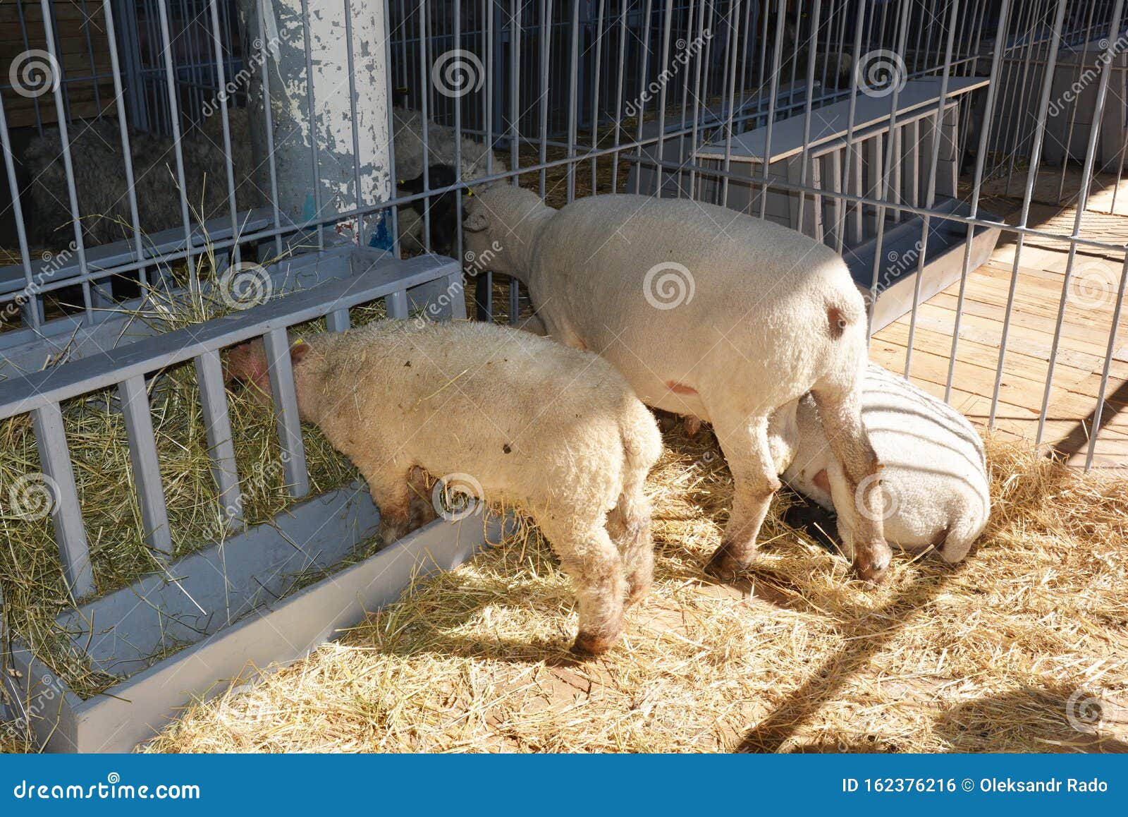 Flock of Sheeps on the Farm. Sheep Farming Stock Photo - Image of baby ...