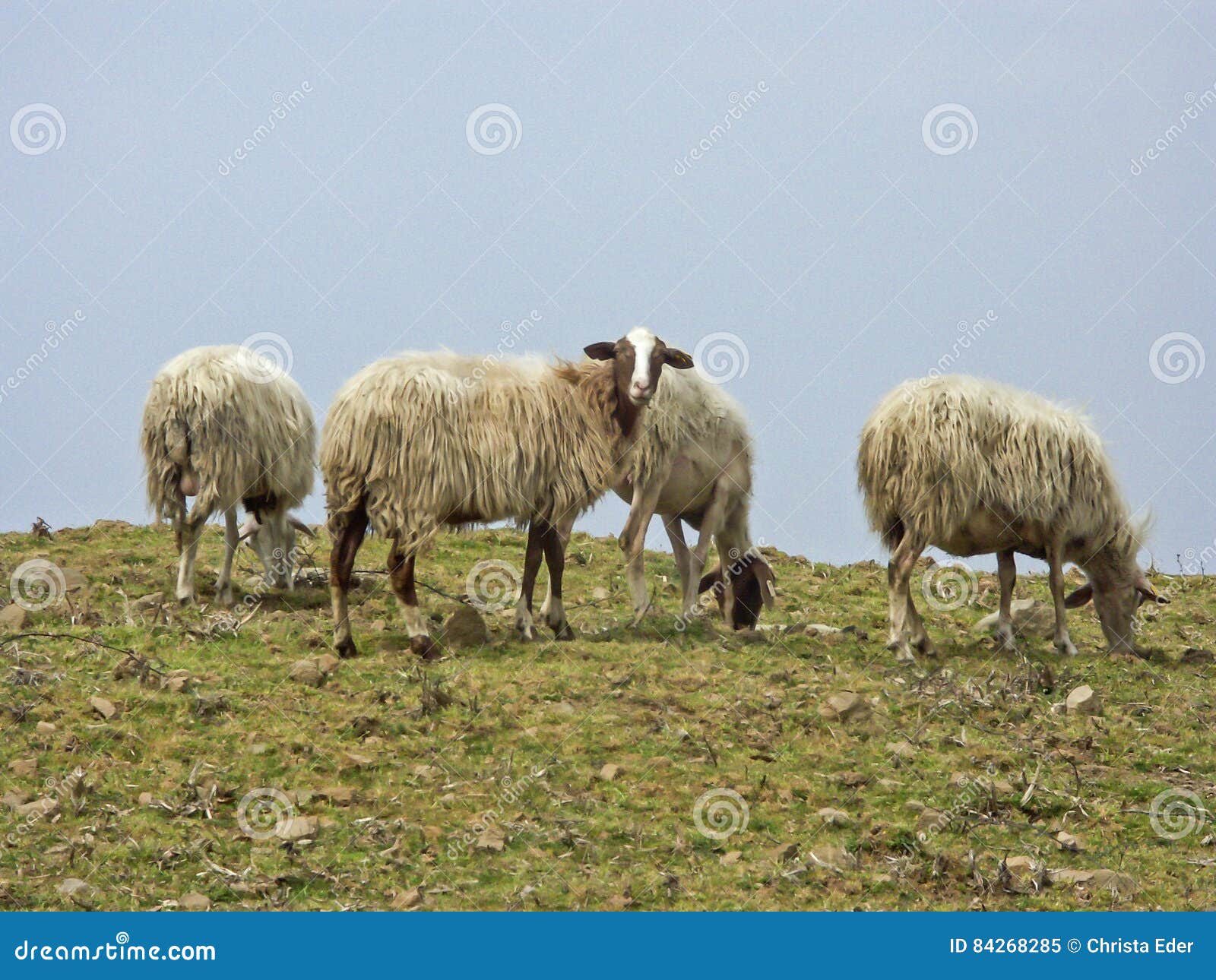 Flock of sheeps in Tuscany stock image. Image of vacation - 84268285