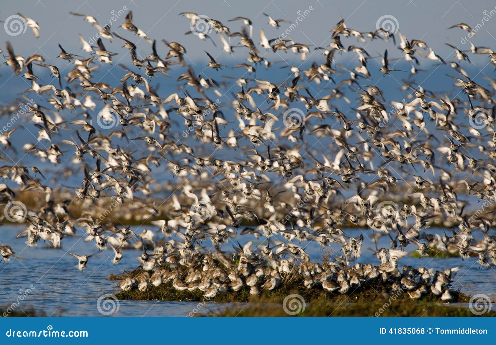 A flock of shorebirds stock photo. Image of shore, birds - 41835068