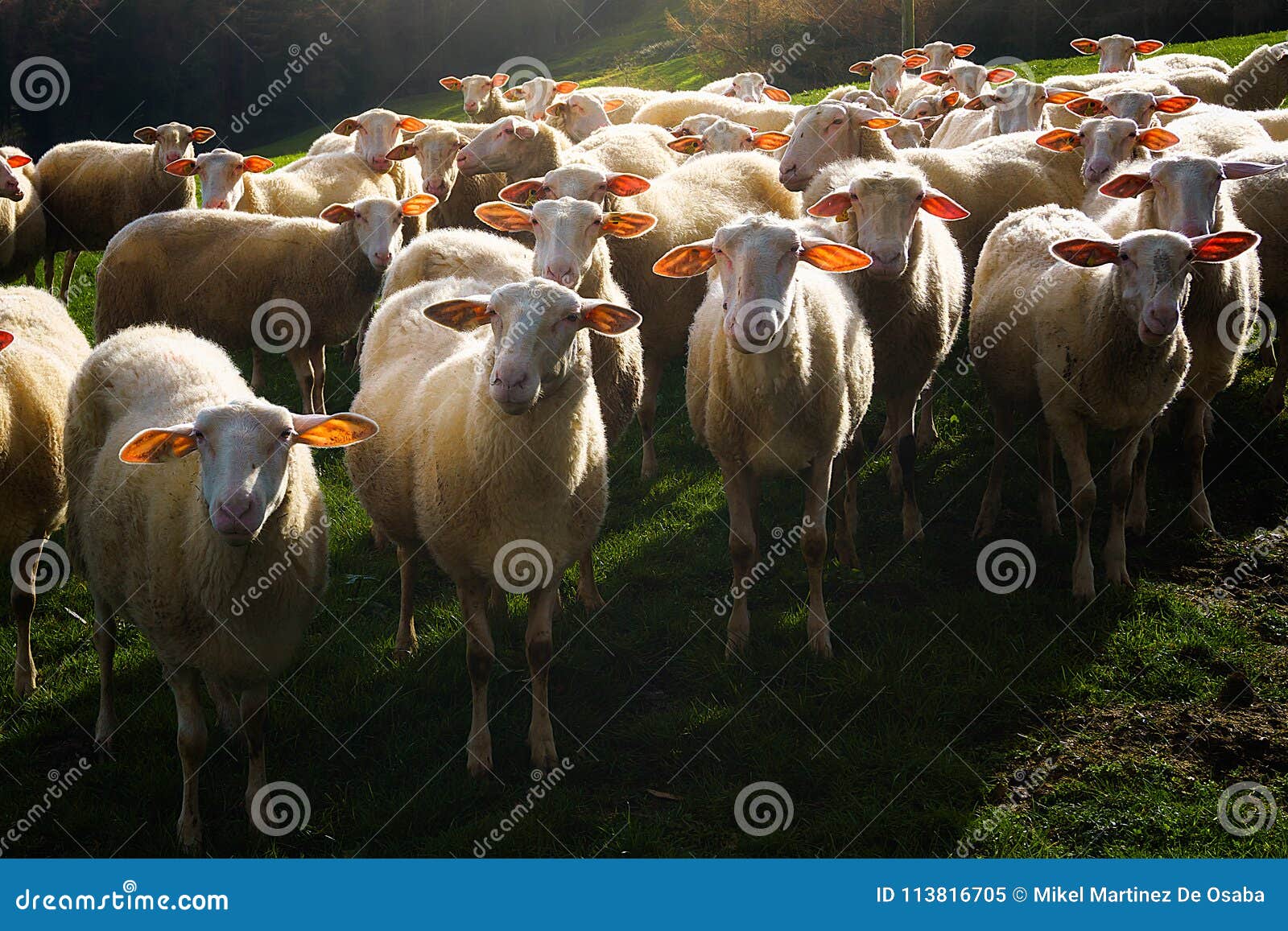 Shorn Sheep And Goats Royalty-Free Stock Photo | CartoonDealer.com ...