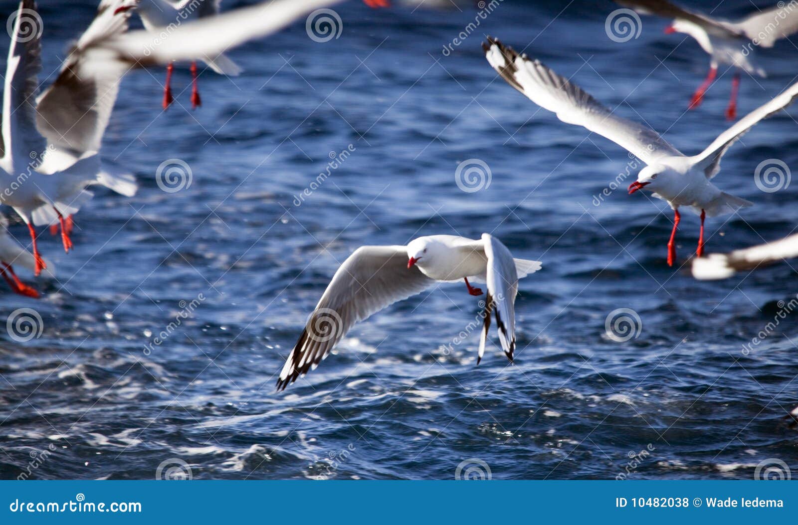 Flock of Silver Gulls in Flight, Seagull Flying Stock Photo - Image of ...