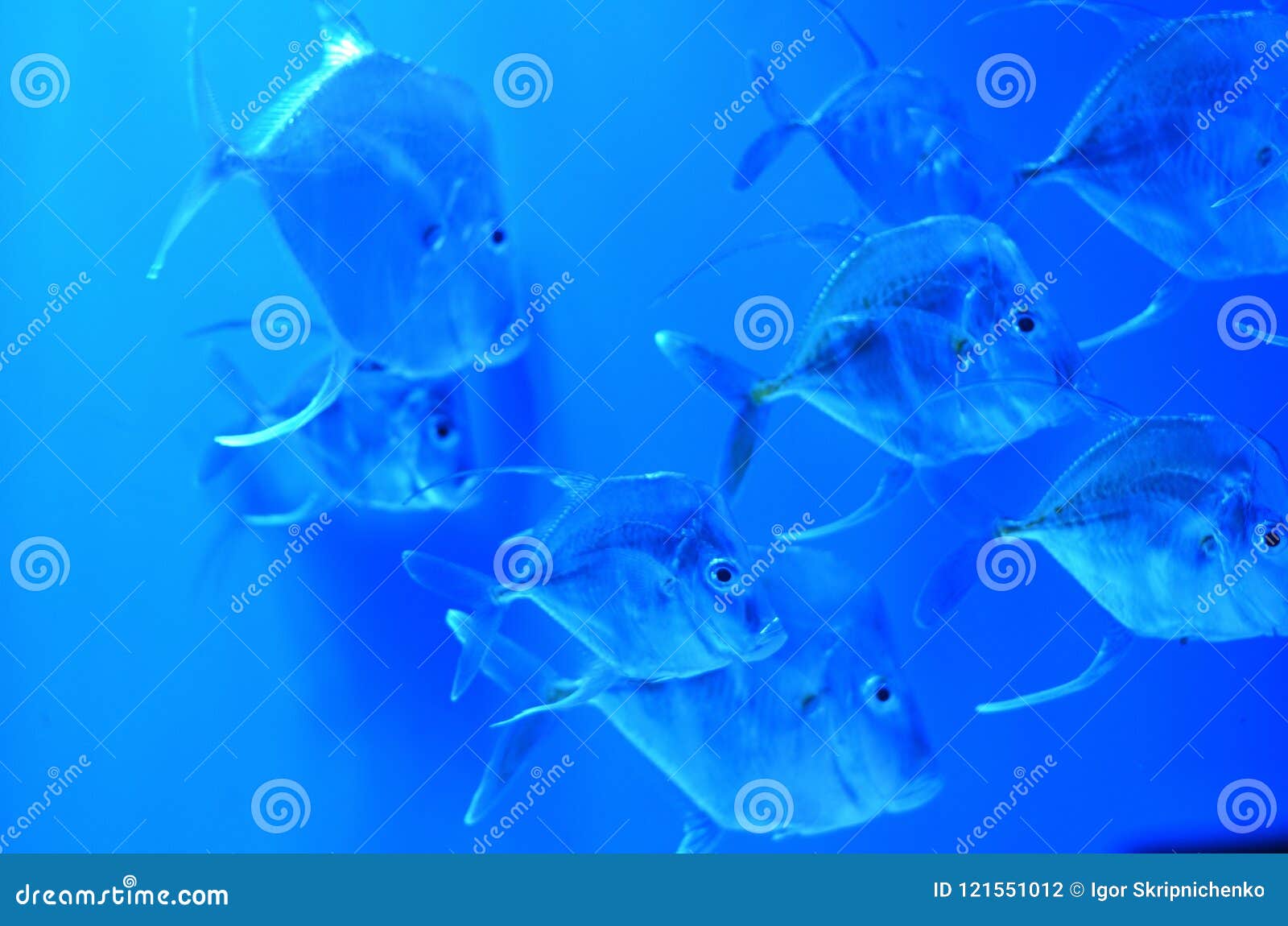A Flock of Silver, almost Transparent, Medium-sized Fish Stock Photo ...
