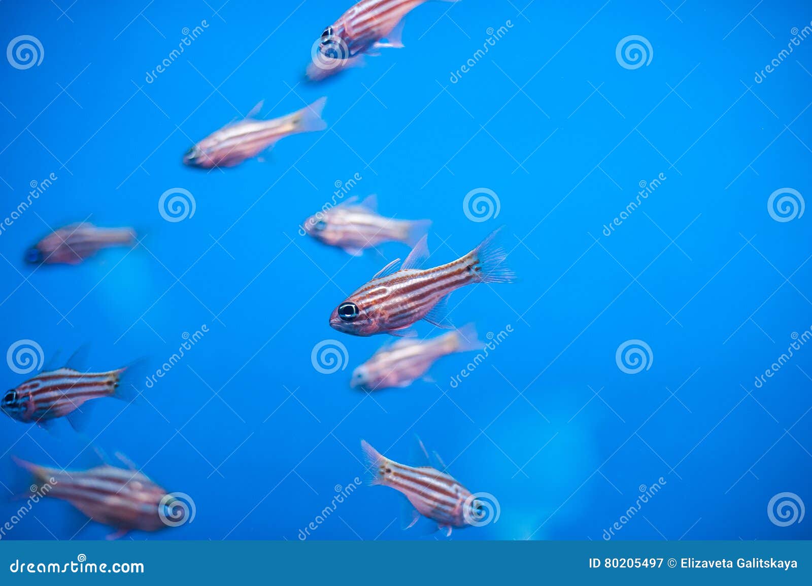 A Flock of Small Beautiful Fish Stock Image - Image of historical ...