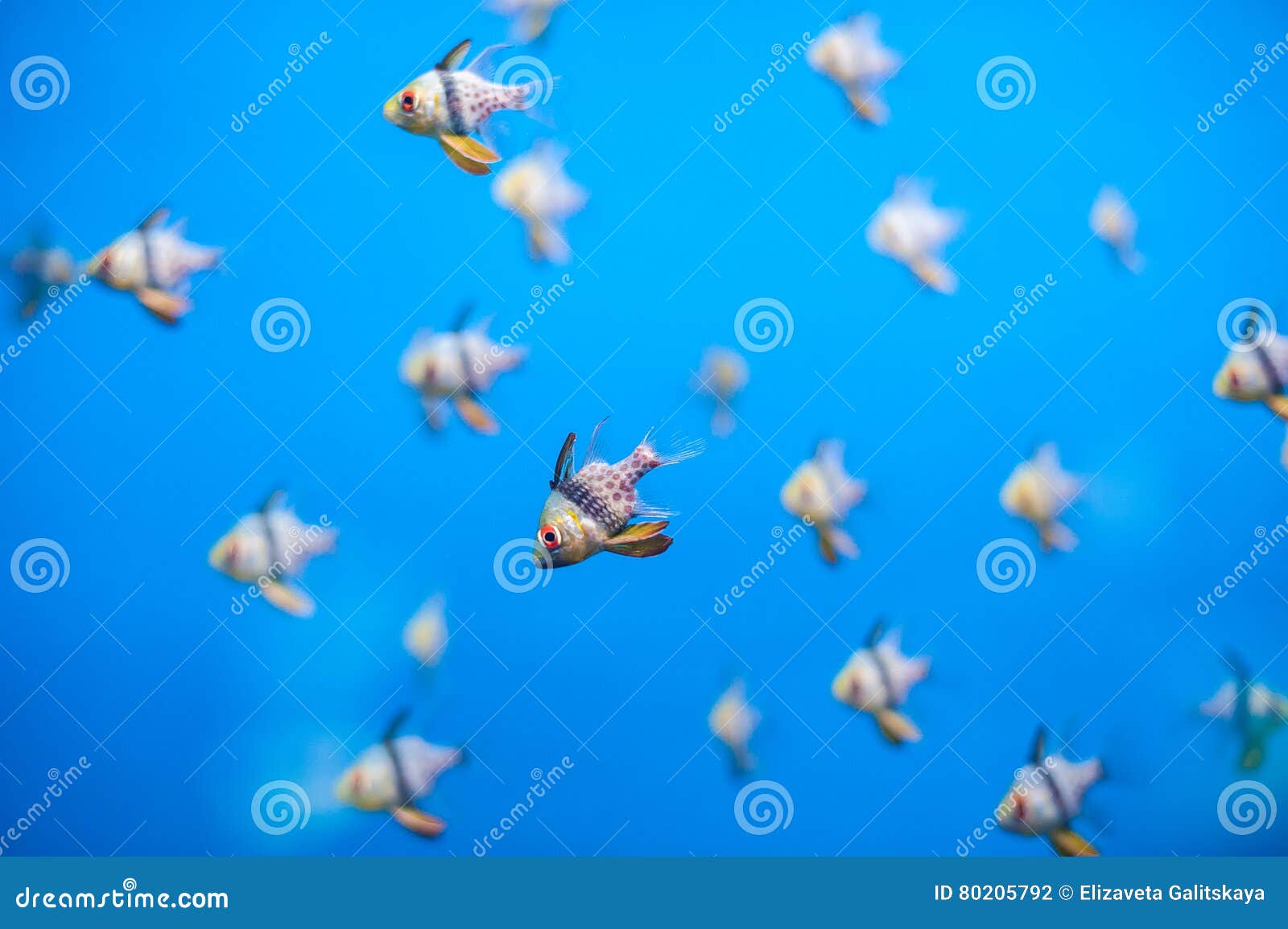 A Flock of Small Beautiful Fish Stock Photo - Image of famous, beauty ...