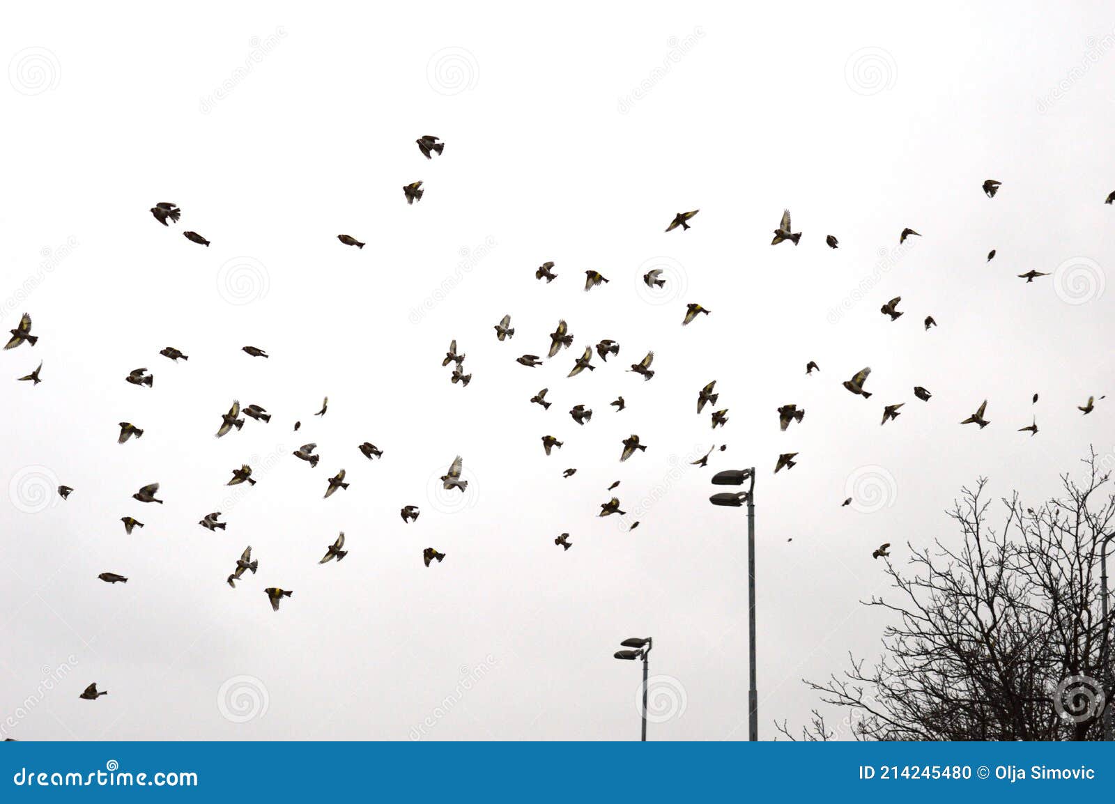 Flock of Small Birds in Flight Stock Photo - Image of small, nature ...